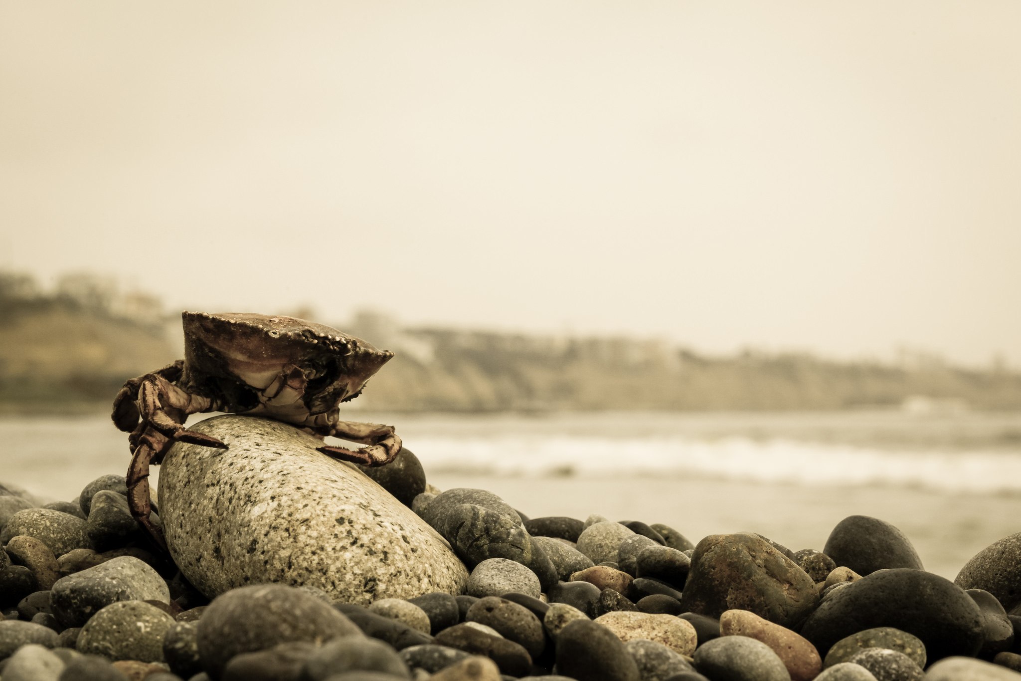 Where Climate Change and Shellfish Meet - Pacific Standard