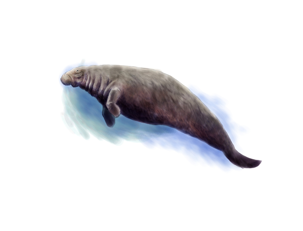 How Hunting Sea Otters Killed the Sea Cow—Maybe—and Other Tales of ...