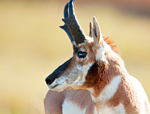 Fracking Away the Wildlife - Pacific Standard