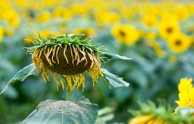 The Healthy Benefits of a Stressed Out Plant - Pacific Standard