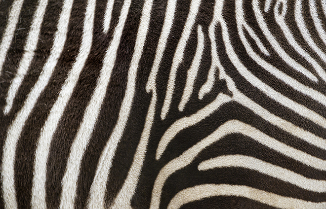 How the Zebra Got Its Stripes and the Leopard Its Spots - Pacific Standard