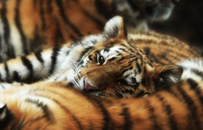 More Than Just Tiger Moms - Pacific Standard