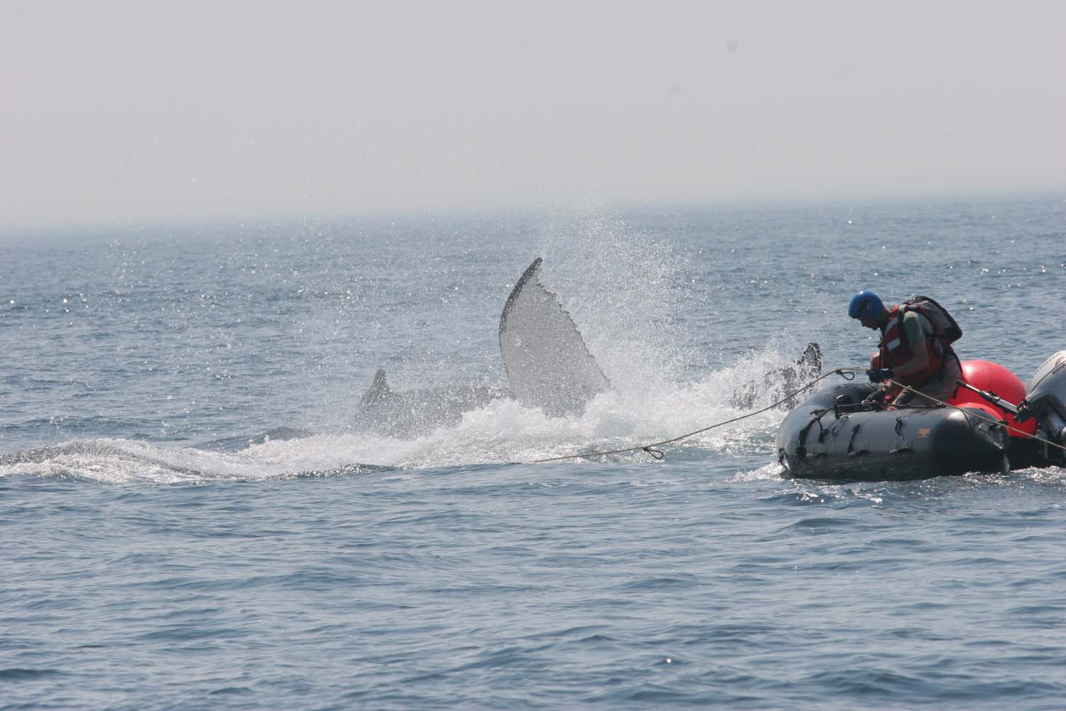 Freeing Tangled Leviathans: The Whale Wrangler - Pacific Standard