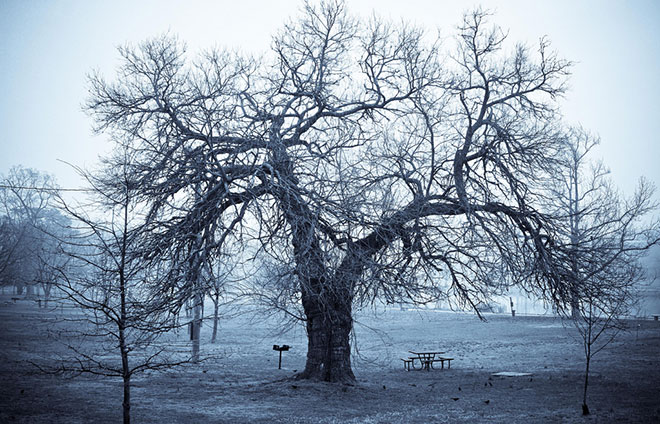 The Worst Tree in the World - Pacific Standard